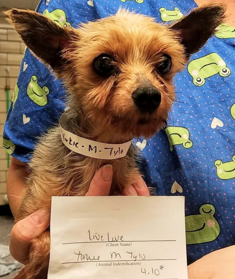 Puppy Mill Run 2-15 Sneak Peek! – Puppy Mill Rescue Team