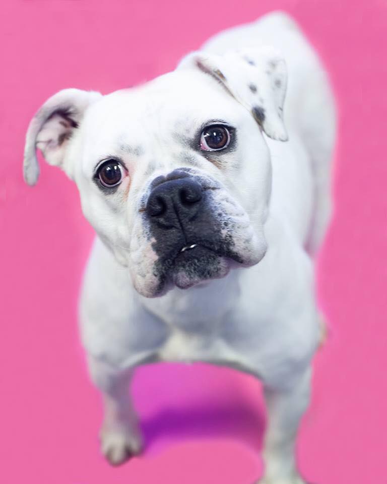 Rescue Spotlight: Purebred Rescue Organization of Ohio – Puppy Mill ...