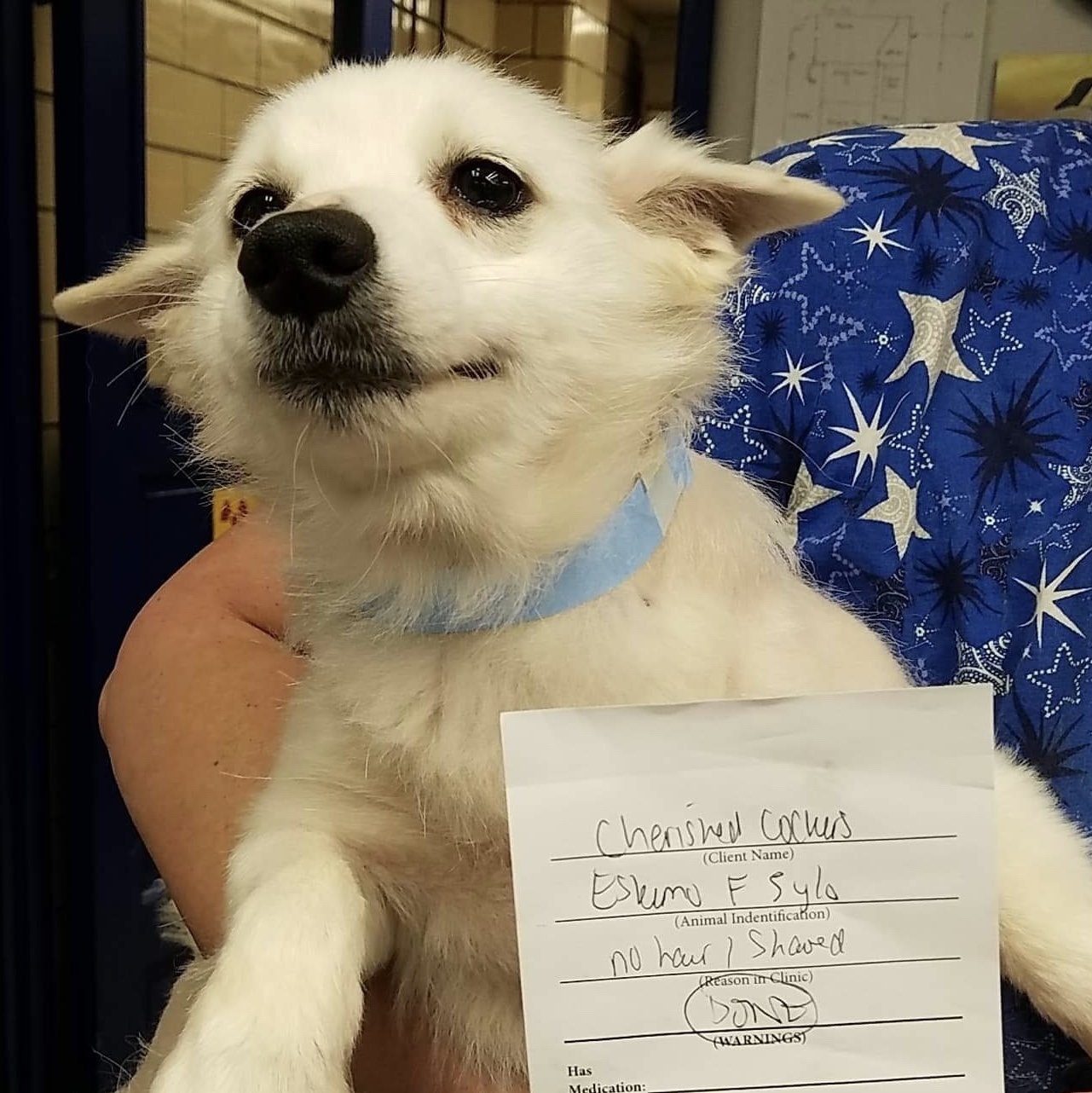 Sneak peek of 3/15/19 rescue day! – Puppy Mill Rescue Team