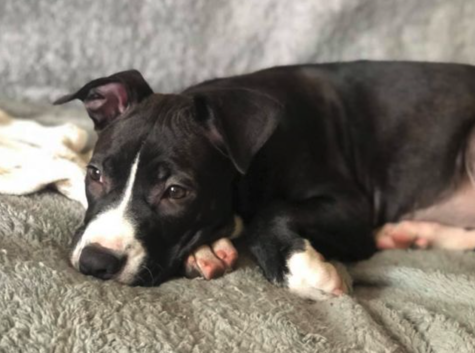 Puppy Mill Rescue Team Rescue – Puppy Mill Rescue Team