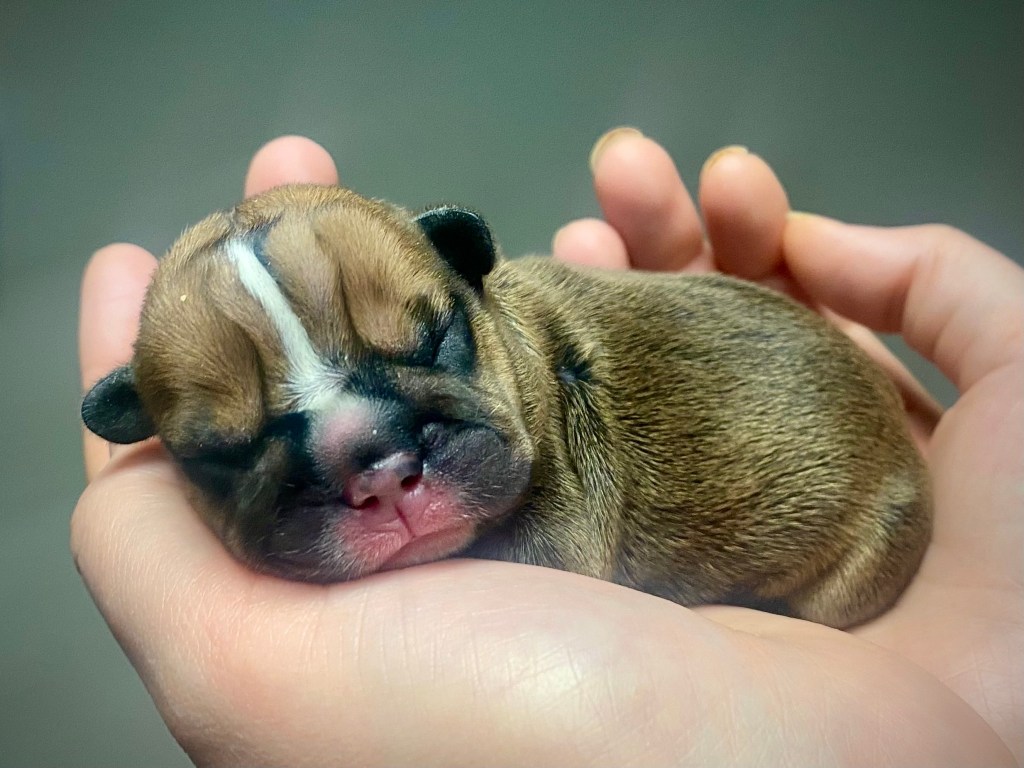 How we save puppy mill dogs – Puppy Mill Rescue Team