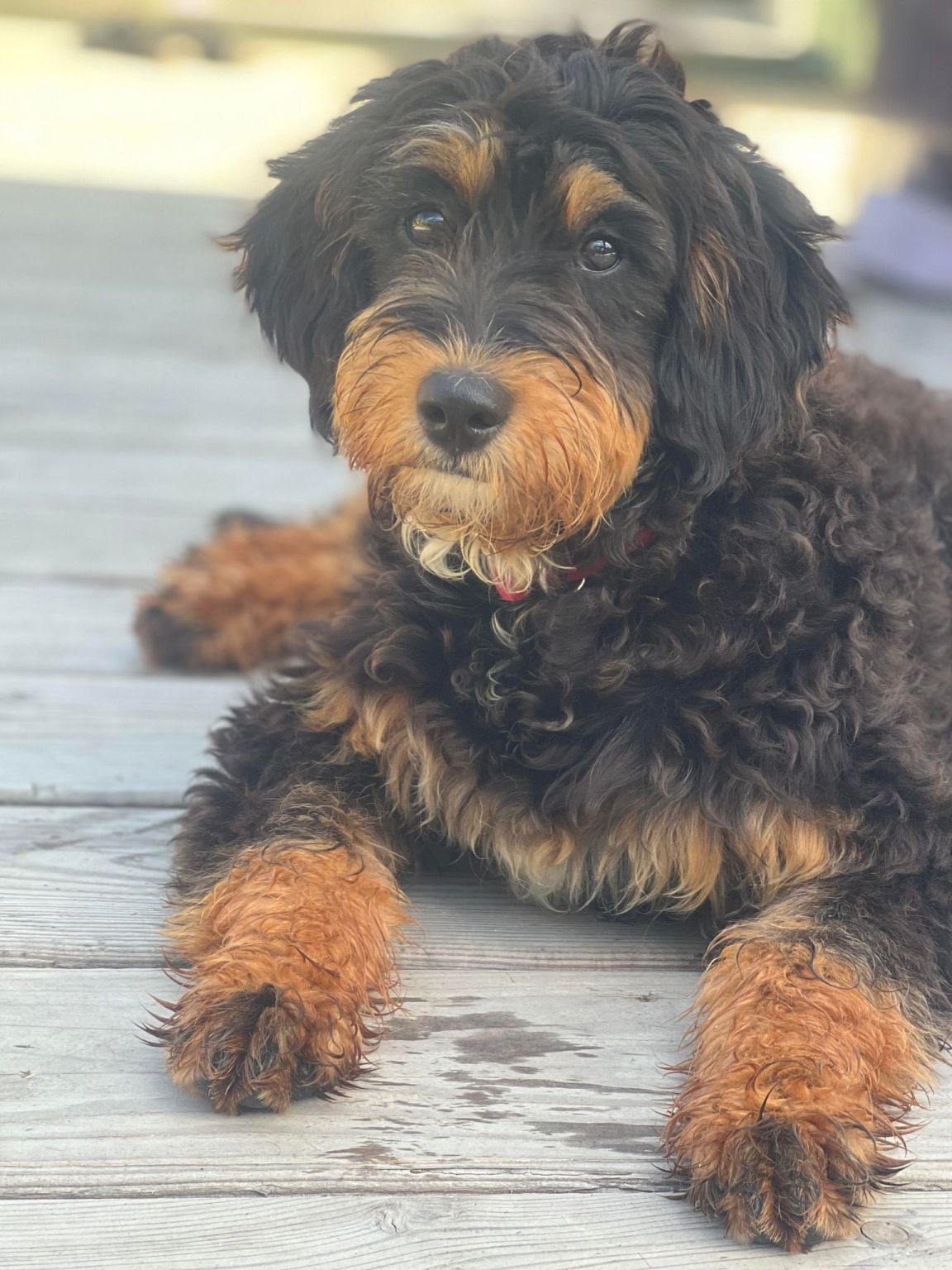 Puppy Mill Rescue Team – “Some people don’t understand why we help ...