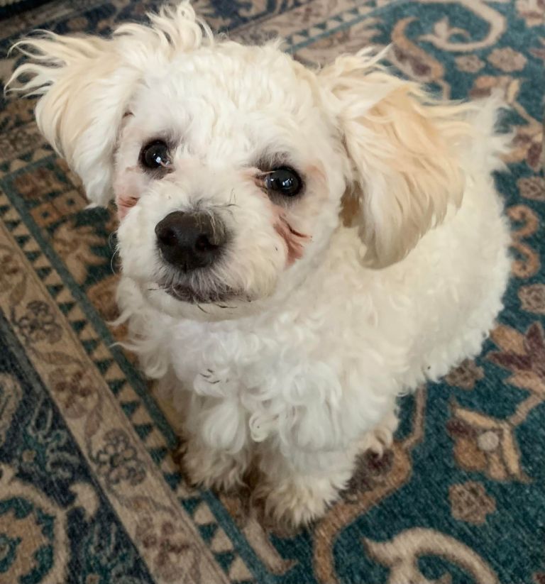 Puppy Mill Rescue Team – “Some people don’t understand why we help ...