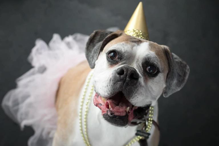 Puppy Mill Rescue Team – “Some people don’t understand why we help ...