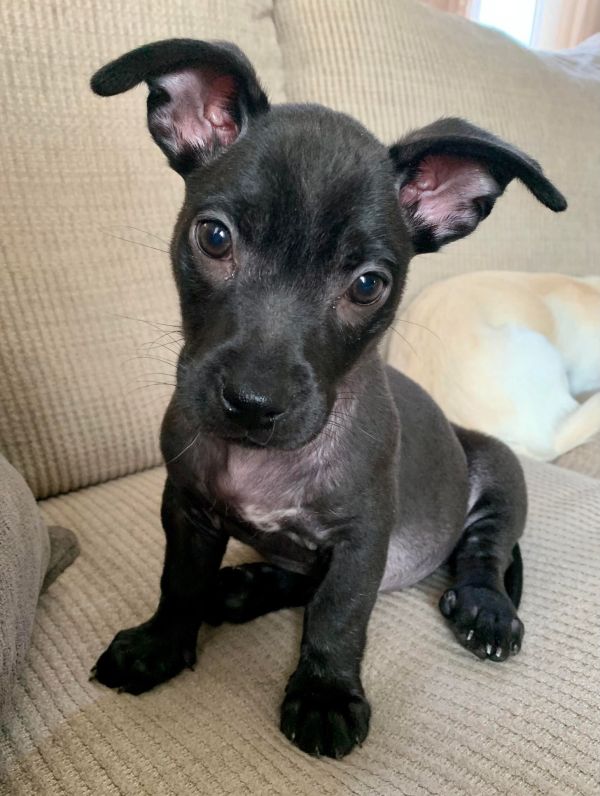 Puppy Mill Rescue Team – “Some people don’t understand why we help ...