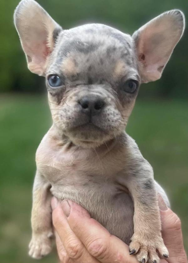 Puppy Mill Rescue Team – “Some people don’t understand why we help ...