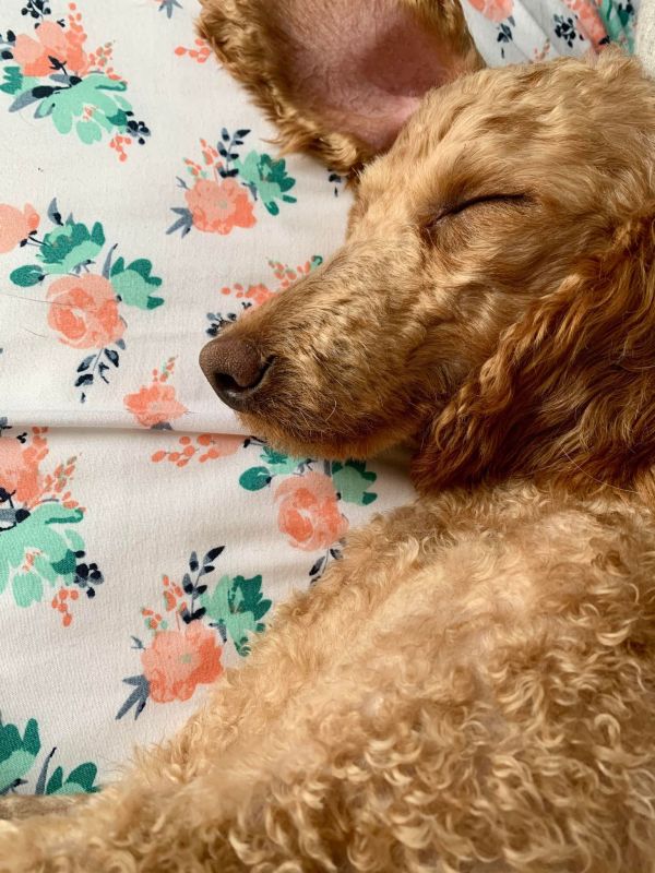 Puppy Mill Rescue Team – “Some people don’t understand why we help ...