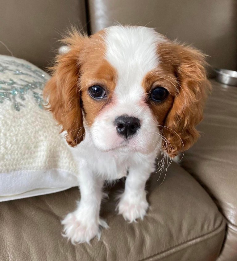 Puppy Mill Rescue Team – “Some people don’t understand why we help ...