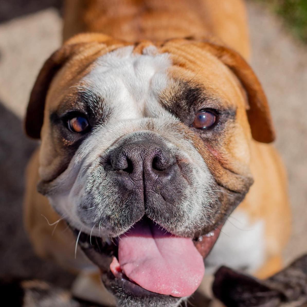 Puppy Mill Rescue Team – “Some people don’t understand why we help ...